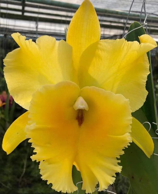 Rlc Golden Godzilla (mericlone) - Carrboro Tropicals