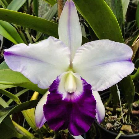 Lc. Memoria Robert Strait 'Blue Hawaii' - Carrboro Tropicals