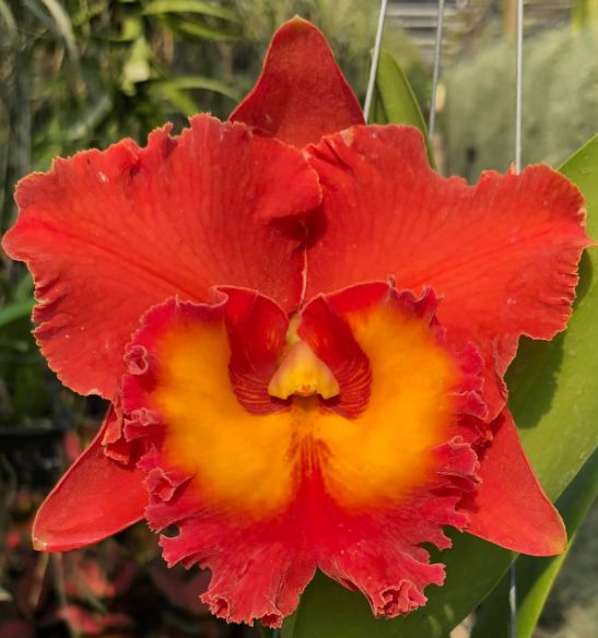 Rlc Siam Orange - Carrboro Tropicals