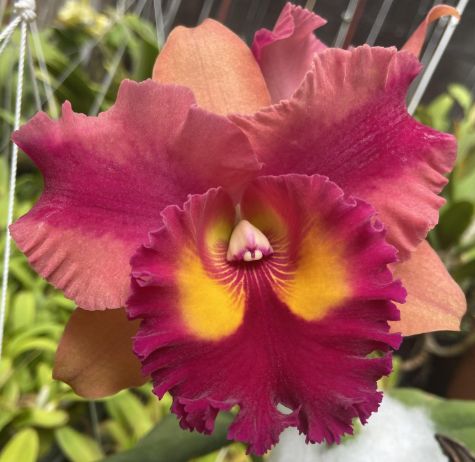 Rlc Siam Skyline 'Copper Prince' - Carrboro Tropicals