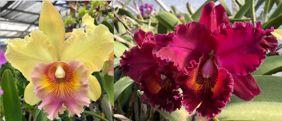 Rlc Village Chief Cunning x Rlc Chia Lin 'Golden Super' - Carrboro ...