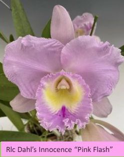 Rlc Dahl's Innocence 'Pink Flash' x Mary Alice Underwood 'Krull-Smith ...