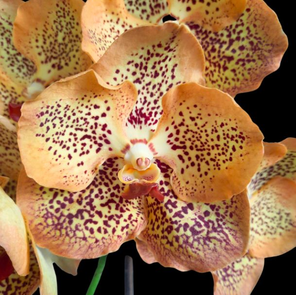 Vanda Sanchai 'Gold Spots' - Carrboro Tropicals